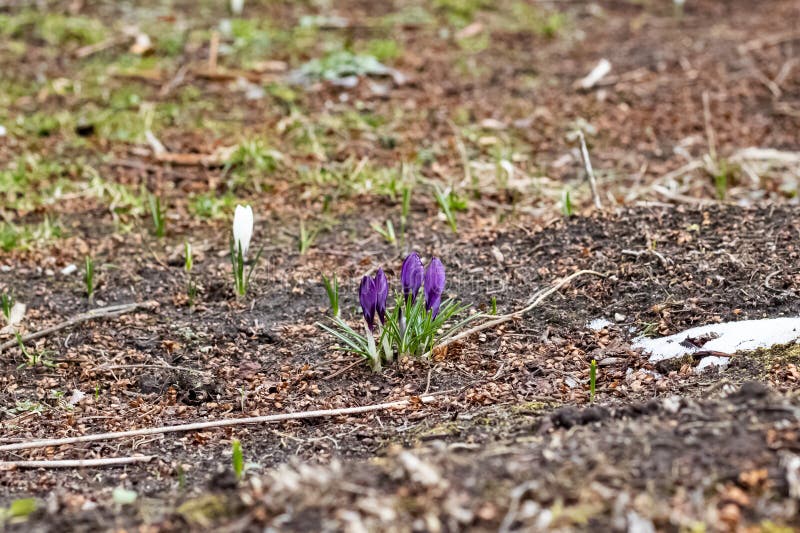 Young Sprouts of Purple Crocuses on the Ground Stock Photo - Image of ...