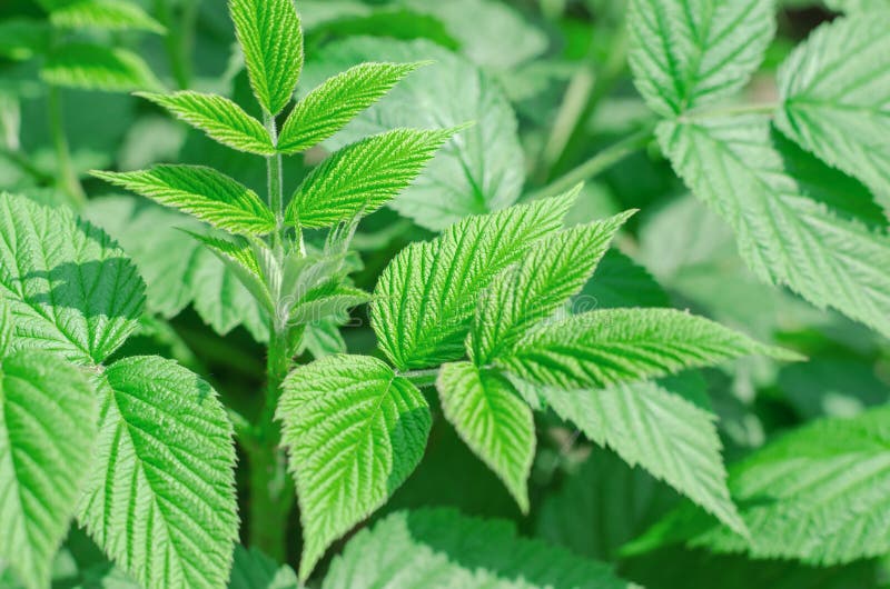 Young Sprouts of a Raspberry Bush. Growing Raspberries at Home Stock ...