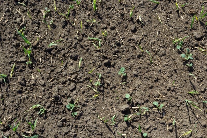 Young Sprouts of Sprouted Wheat on the Open Ground. Agricultural a ...