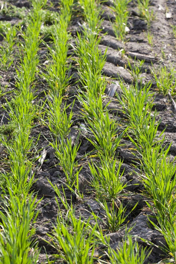 Young Sprouts of Sprouted Wheat on Open Ground Stock Image - Image of ...
