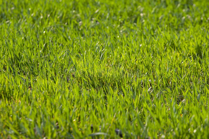 Young Sprouts of Sprouted Wheat on Open Ground Stock Photo - Image of ...