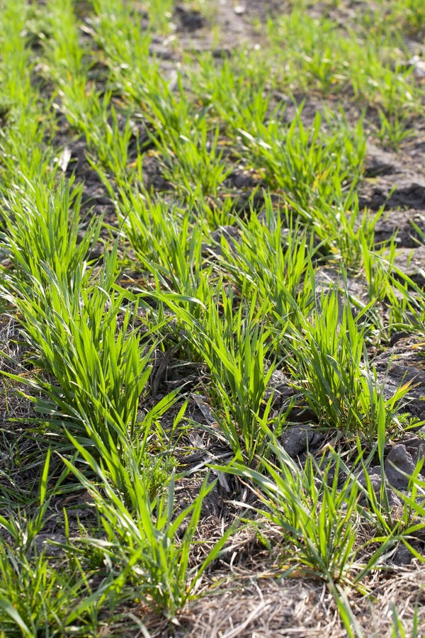 Young Sprouts of Sprouted Wheat on Open Ground Stock Image - Image of ...