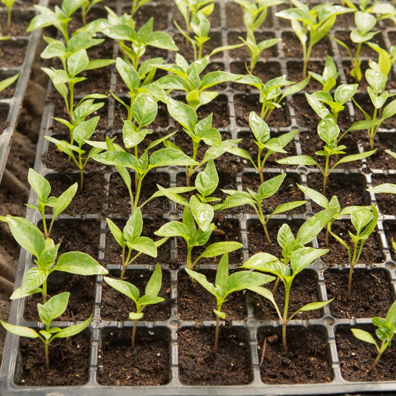 Young Sprouts of Sweet Pepper in Seedling Boxes, Close-up Stock Image ...