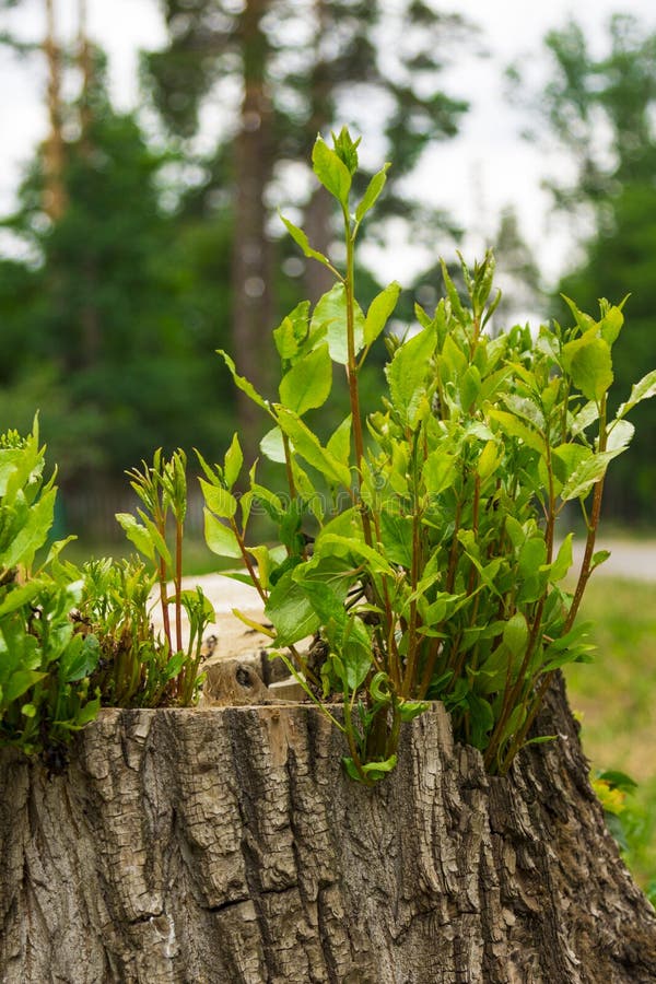 1,102 New Growth Old Tree Stump Stock Photos - Free & Royalty-Free ...
