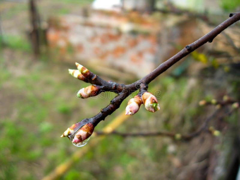 Young Sprouts of a Tree in the Spring Stock Image - Image of beginning ...