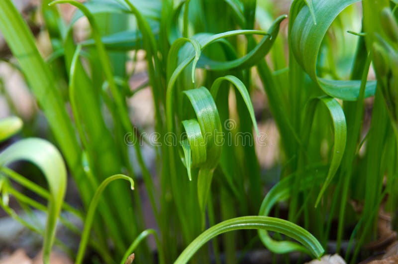 Young Sprouts of Wild Wheatgrass Green in Spring Stock Image - Image of ...