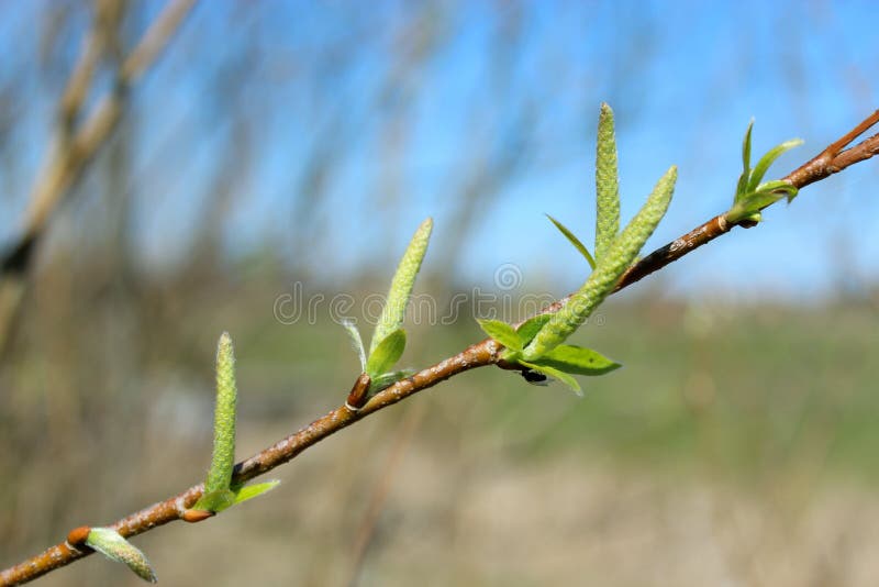 Young Sprouts of a Tree in the Spring Stock Image - Image of beginning ...