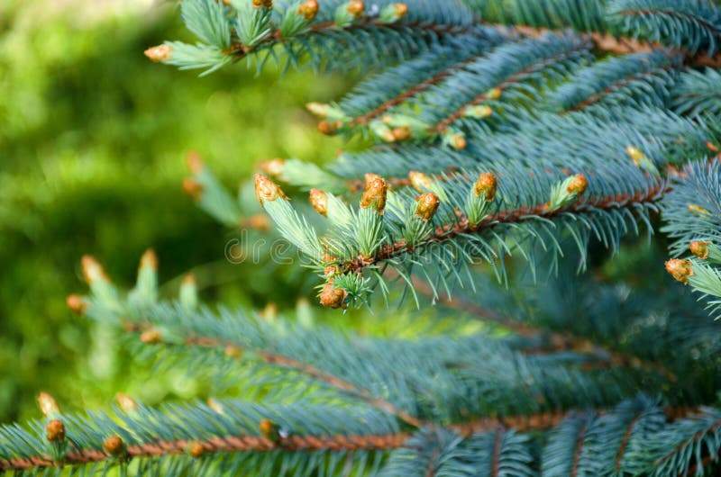 Young Spruce (Picea Glauca Conica) Stock Photo - Image of neele, glauca ...