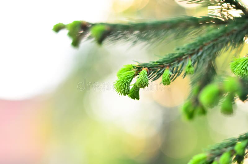 Young Spruce (Picea Glauca Conica) Stock Photo - Image of neele, glauca ...