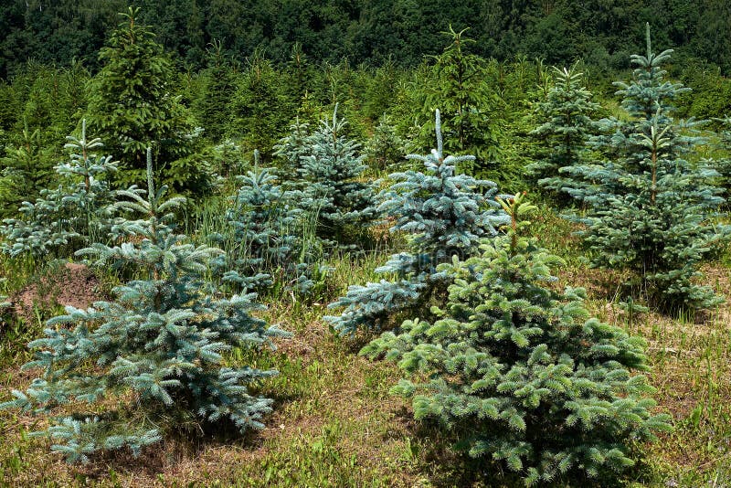 Young Spruce Forest stock photo. Image of coniferous - 110318294
