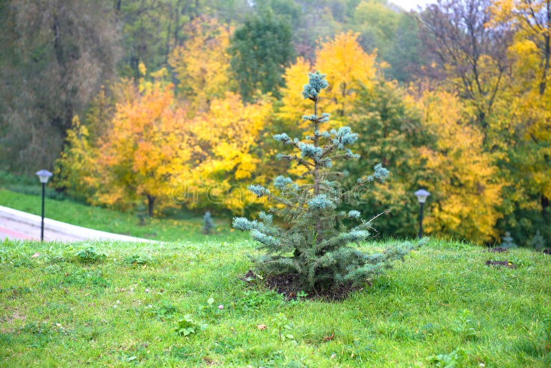 Young spruce stock photo. Image of park, solitude, natural - 50781784