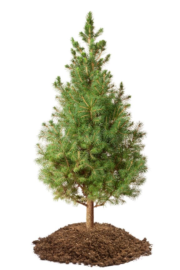 Young Spruce (Picea Glauca Conica) Stock Photo - Image of neele, glauca ...