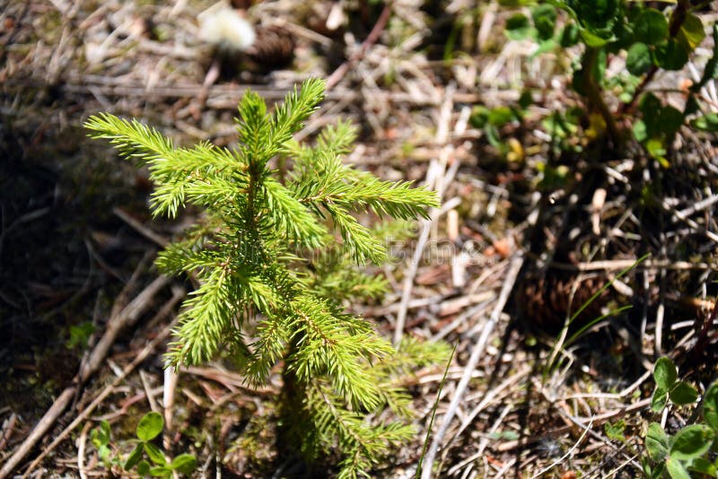 Young Spruce Seedling stock image. Image of conservation - 96224097