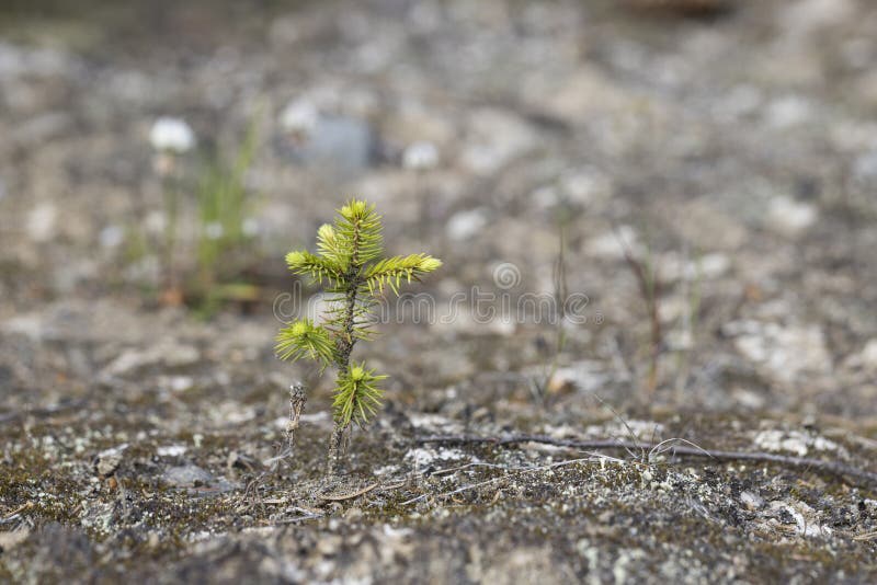 Young Spruce Sprouts on the Ground Stock Image - Image of dirt, spring ...