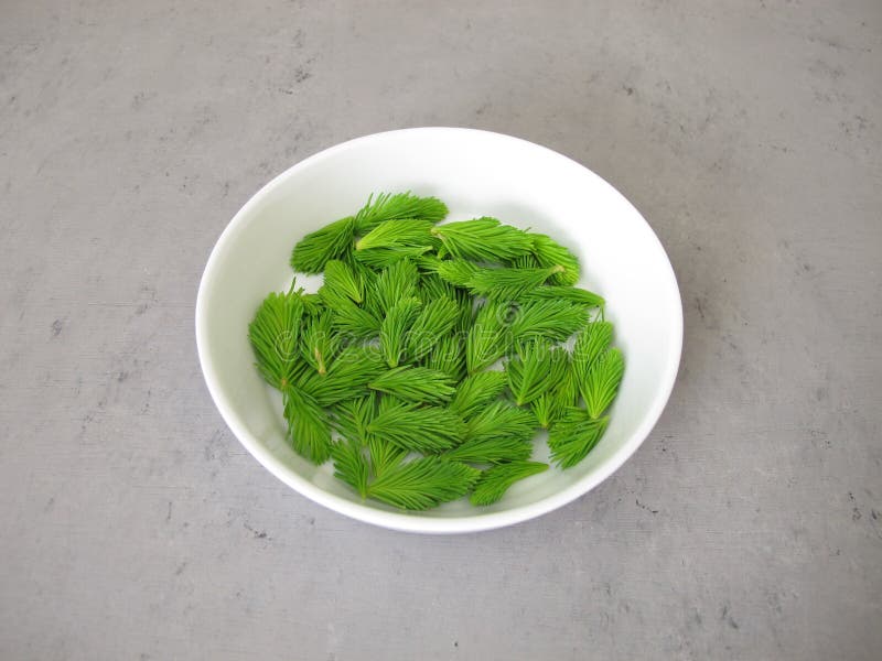 Young spruce tips stock image. Image of green, medicine - 276750751