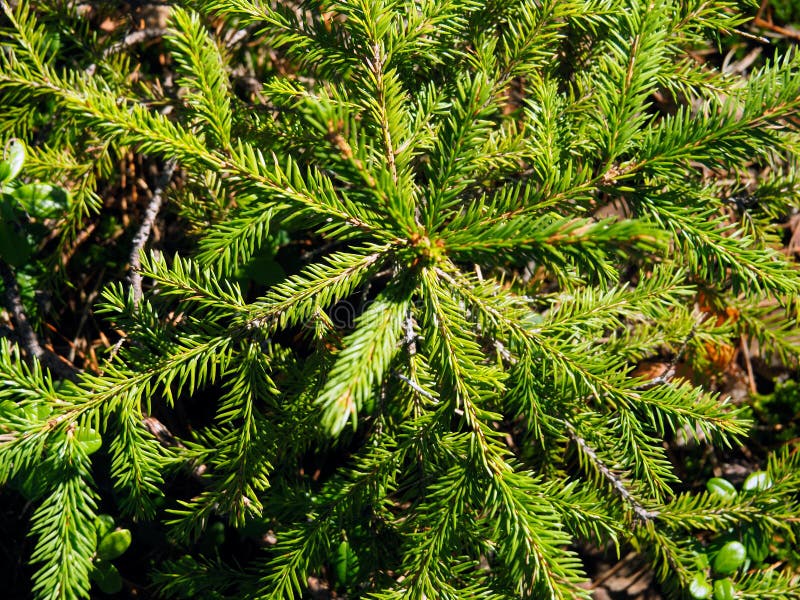 Young spruce top view stock image. Image of fresh, forest - 51536117