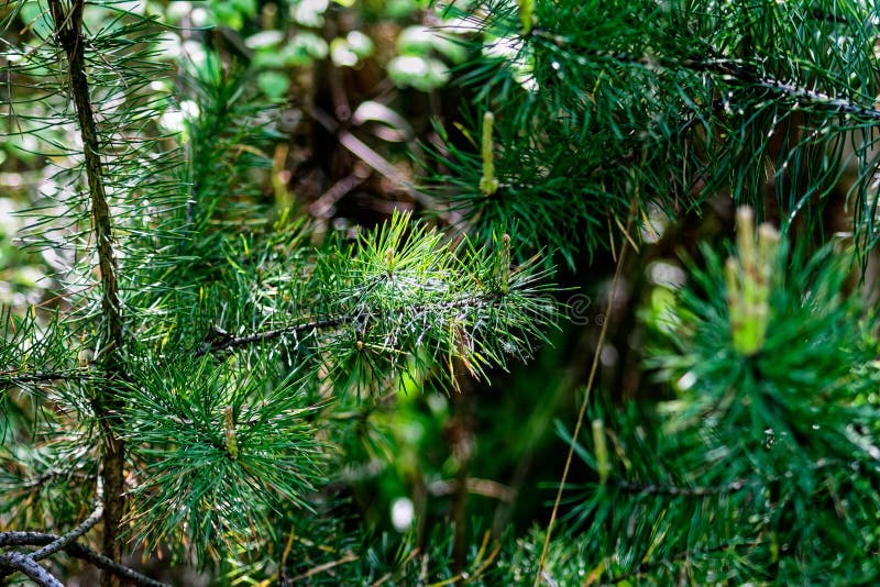 Young spruce tree branch stock image. Image of needle - 215331699