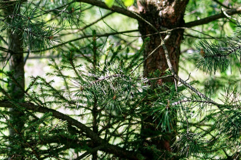 Young spruce tree branch stock photo. Image of green - 215331808