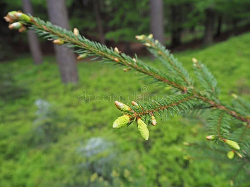 Young Spruce Tree Branche with Fresh Green Sprout Stock Image - Image ...