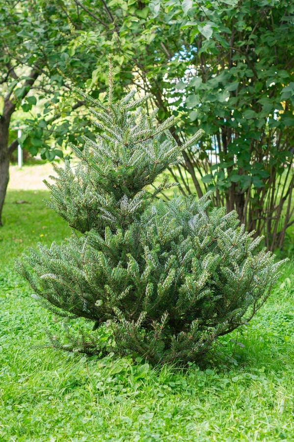 Young spruce tree stock image. Image of seasonal, isolated - 77648955