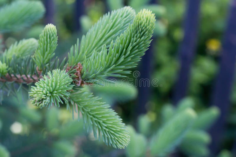 Young spruce tree green stock image. Image of botany - 57490921
