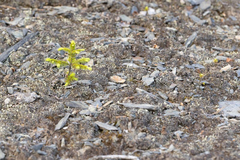 Young Spruce Tree Growing on the Ground Stock Image - Image of young ...