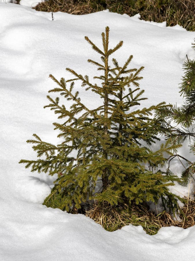 A Young Spruce Tree (Picea Abies) Stock Photo - Image of survival ...