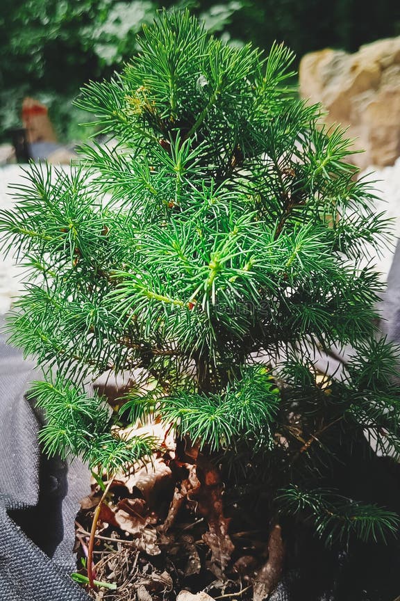 Young Spruce Tree Sampling. Forestry Industrial Background Stock Photo ...