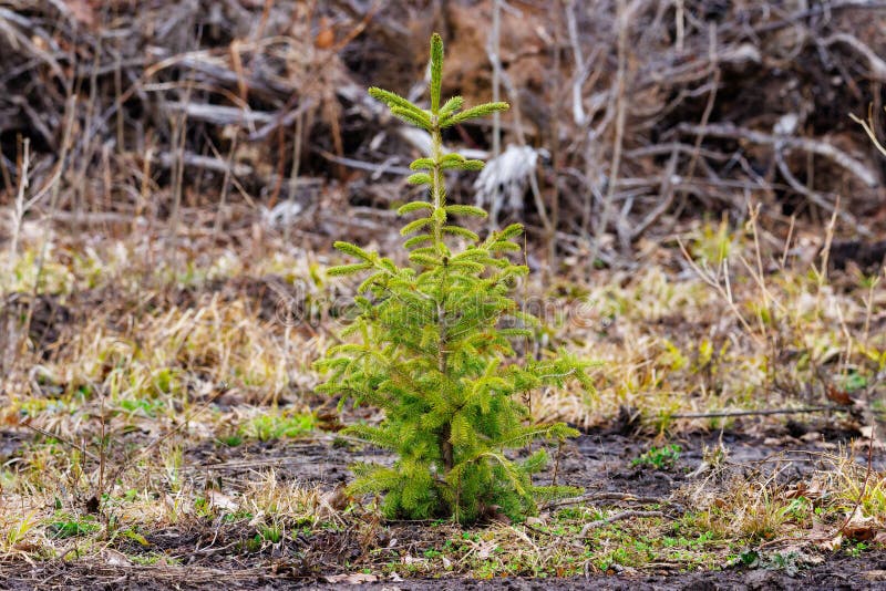 1,290 Young Spruce Sapling Stock Photos - Free & Royalty-Free Stock ...