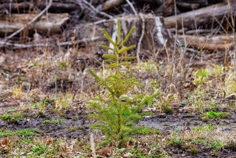 1,276 Young Spruce Sapling Stock Photos - Free & Royalty-Free Stock ...