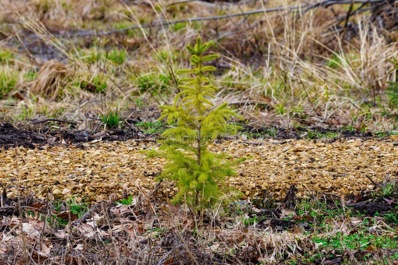 1,290 Young Spruce Sapling Stock Photos - Free & Royalty-Free Stock ...