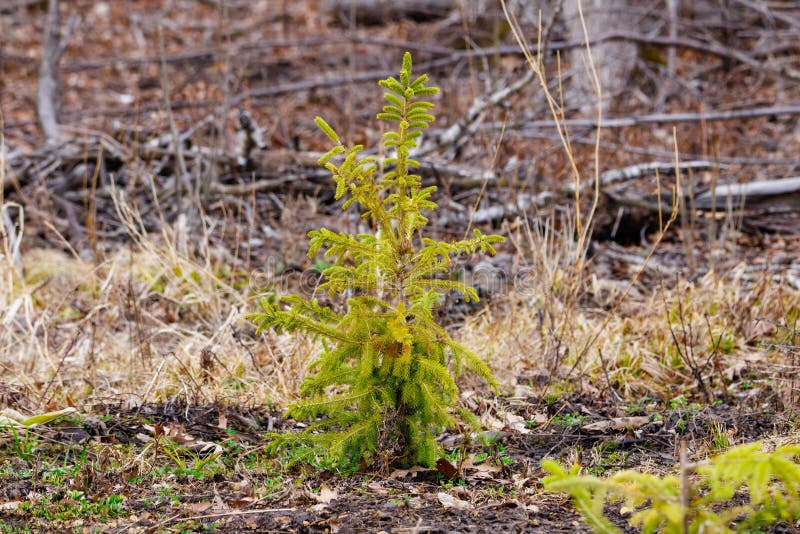 Young Spruce Tree Sapling Planted and Growing in a Clear-cut Forest ...