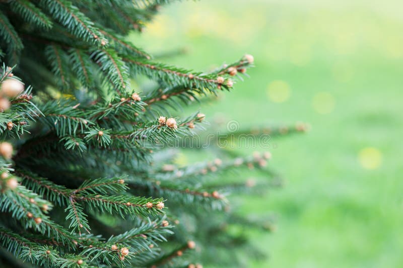 Young spruce tree stock photo. Image of leaf, beautiful - 148147054