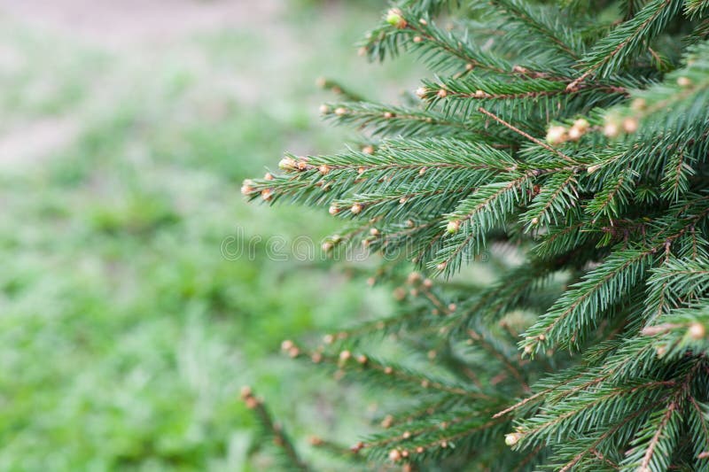 Young spruce tree stock image. Image of growth, outdoor - 148147165