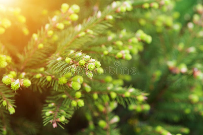 Young spruce tree stock photo. Image of growth, christmas - 150201768