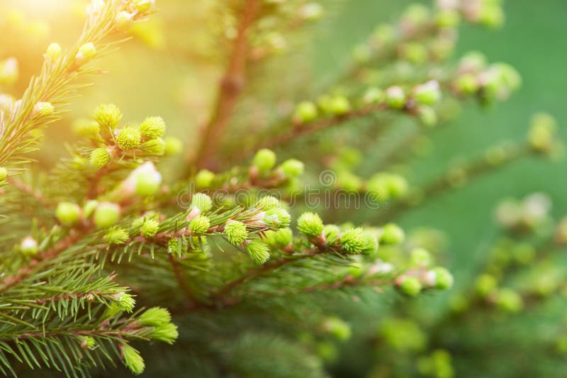 Young spruce tree stock image. Image of branch, young - 150201971
