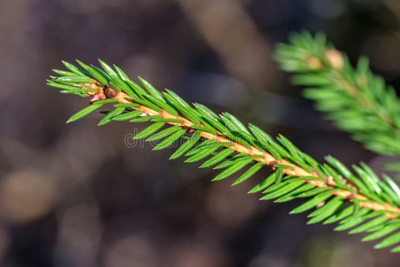 Young Spruce Tree In Spring Day On Blur Background Stock Photo - Image ...