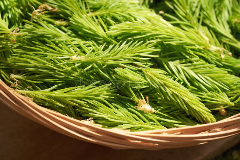 Young Spruce Tree Tips Harvested in the Forest in Spring - Ingredient ...