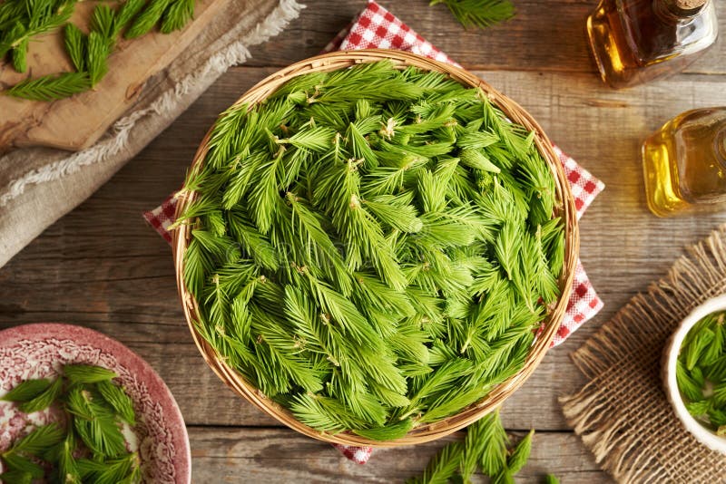 Young Spruce Tree Tips Harvested in Spring in a Wicker Basket ...