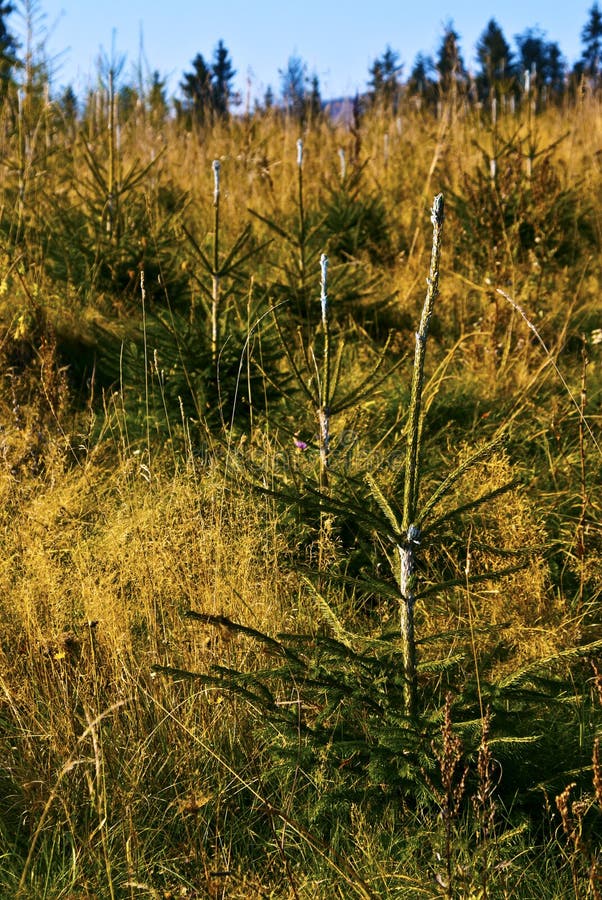 Young Spruce (Picea Glauca Conica) Stock Photo - Image of neele, glauca ...