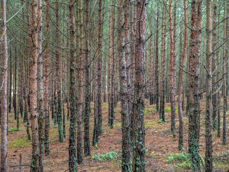 Young Spruce Trees, Hel Peninsula, Poland Stock Image - Image of moss, scenic: 269942955