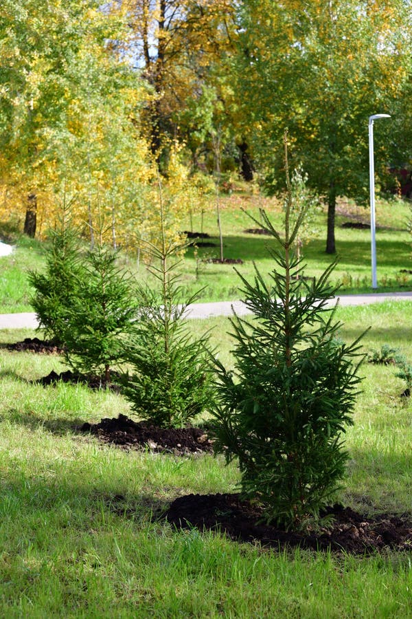 Young Spruces Planted in a Row - Urban Gardening Stock Image - Image of ...