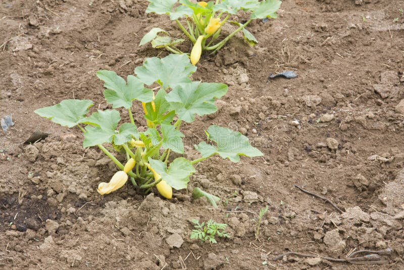 Young squash plants stock photo. Image of young, yellow - 18585808