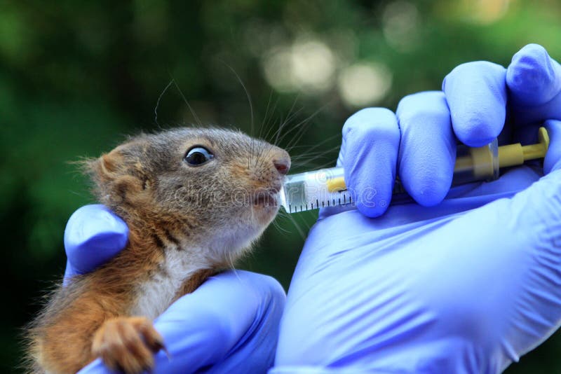 Young squirrel stock photo. Image of nursing, rescue - 27018834