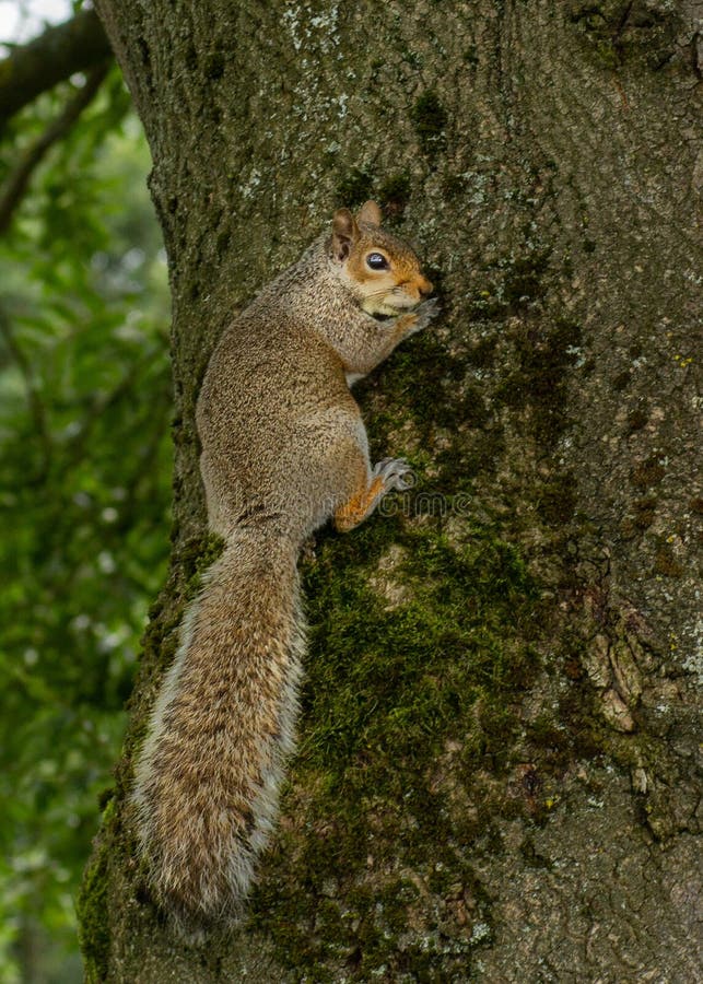Young Squirrel Checking for Danger Stock Image - Image of squirrels ...