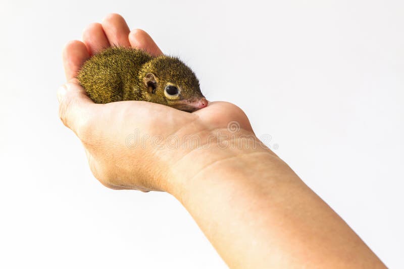 Young Squirrel Holding on Hand. Stock Image - Image of small, animals ...
