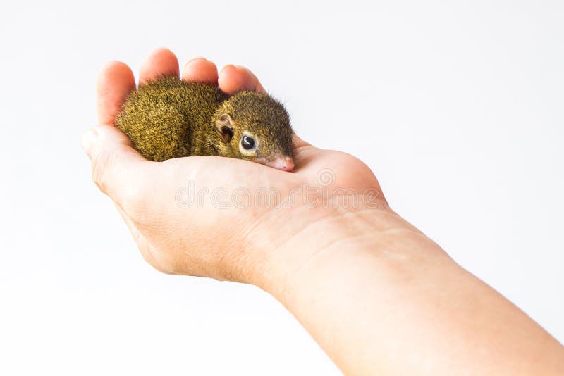 Young Squirrel Holding on Hand. Stock Image - Image of hibernation ...