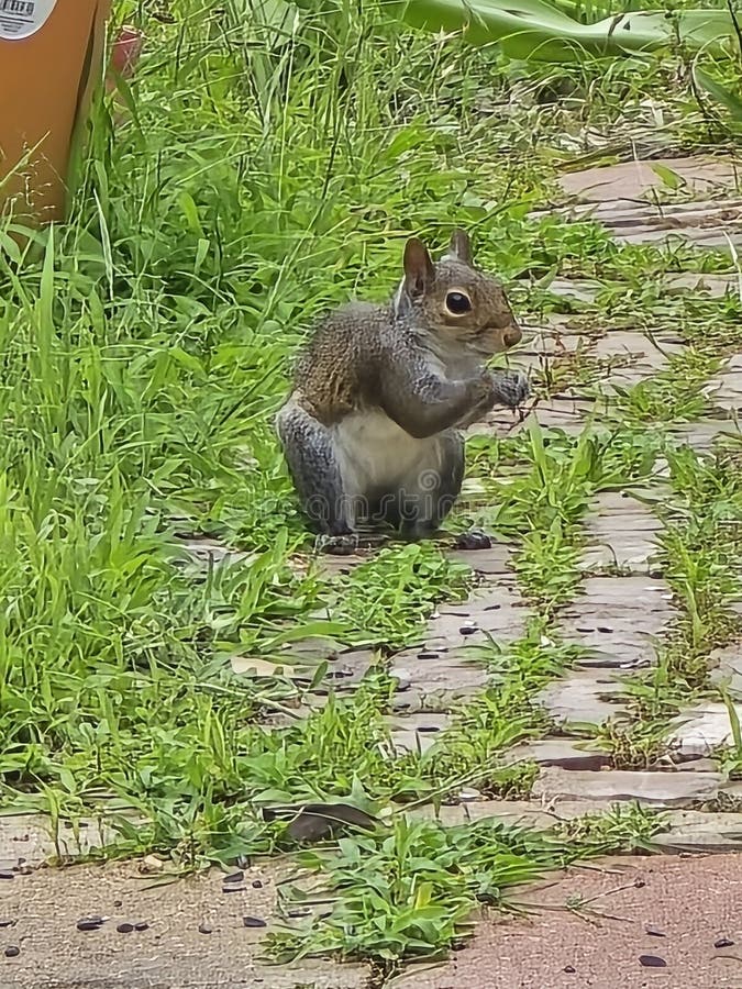 Young Squirrel Taking a Lunch Break at the Edge of the Brick Walk Stock ...