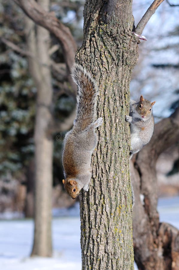 Young squirrels playing stock photo. Image of capital - 66415610