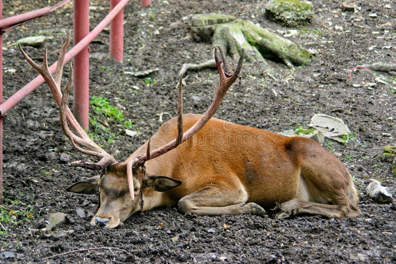 A young stag stock photo. Image of heads, stags, stag - 21778788